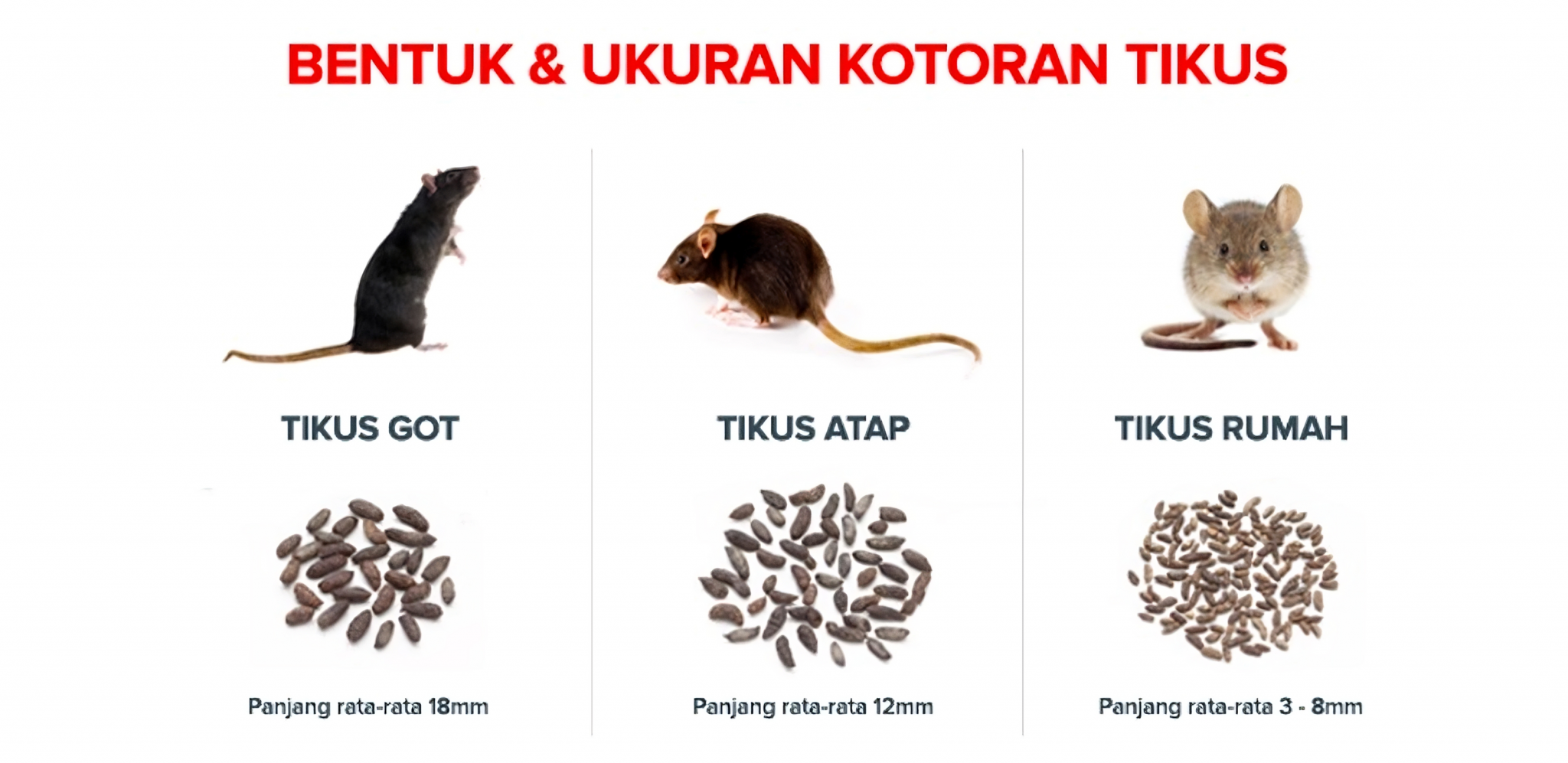 Mengenali Keberadaan Tikus dan Upaya Pencegahannya – BKK Semarang